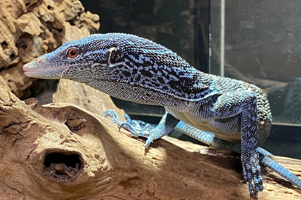 コバルトツリーモニター ①(M1024)｜2020/9入荷 - Hachural-Life